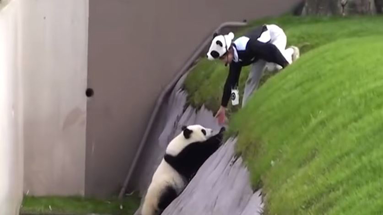 Viral Video: Playful panda needs help after falling into trench