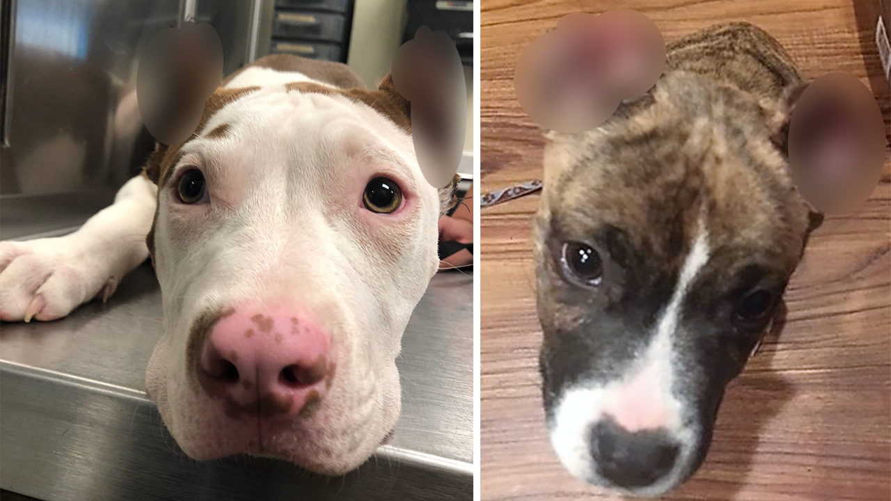 Humane Society of US offers $5,000 reward in puppy mutilation...