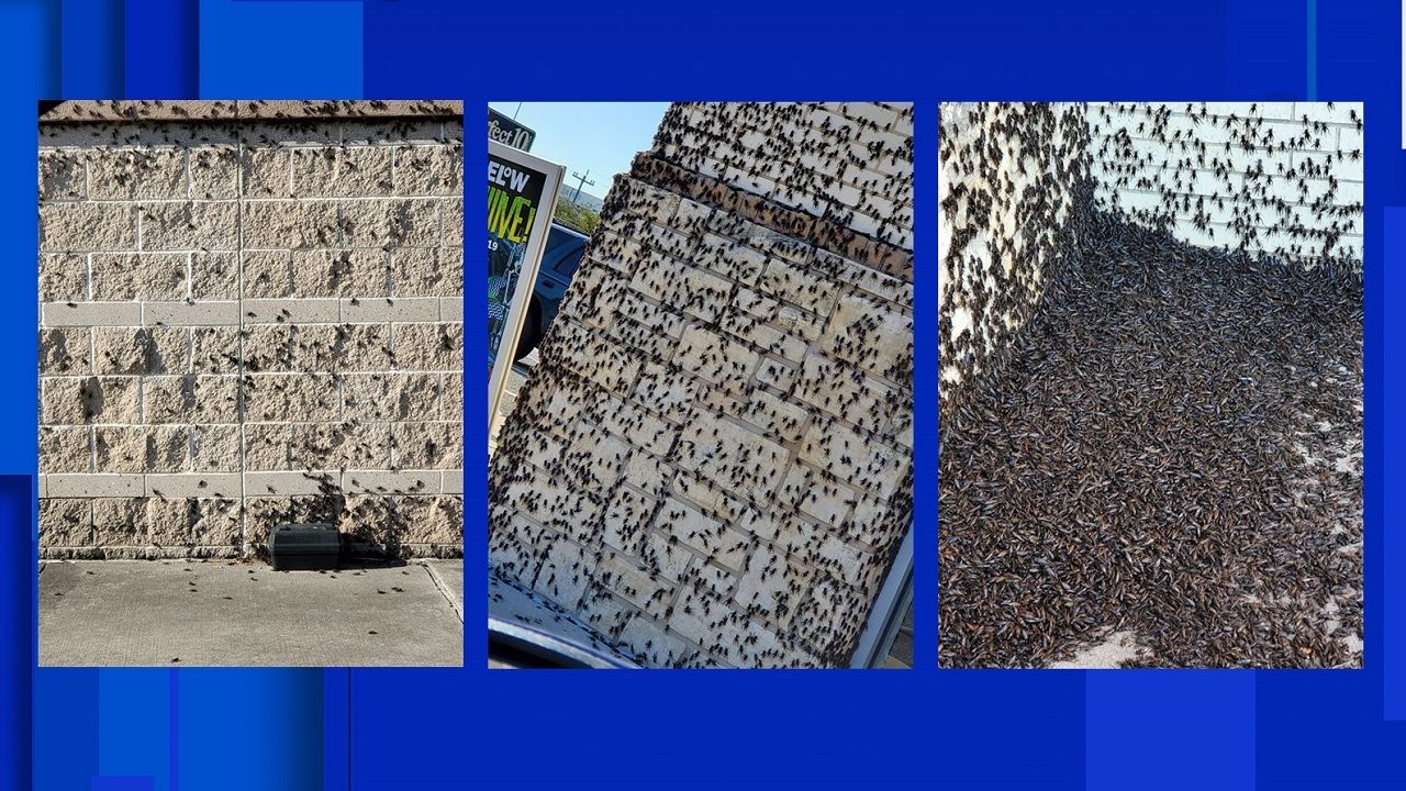 Pictures show an invasion of crickets around San Antonio